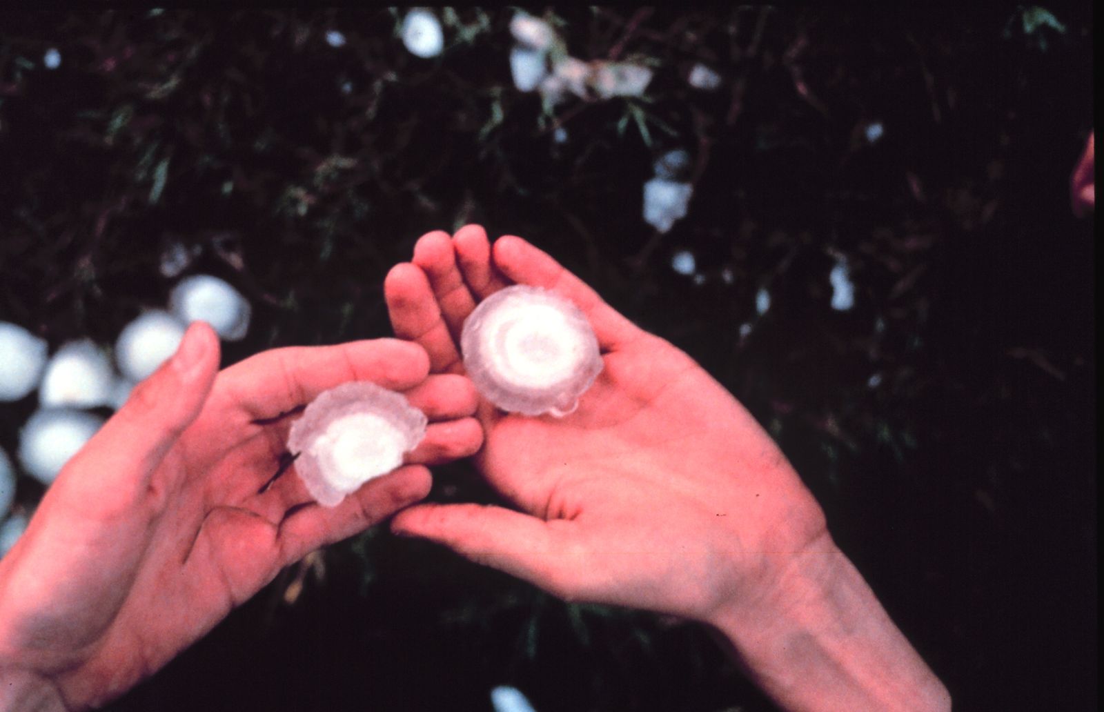 14.2: Precipitation and Hail - Geosciences LibreTexts